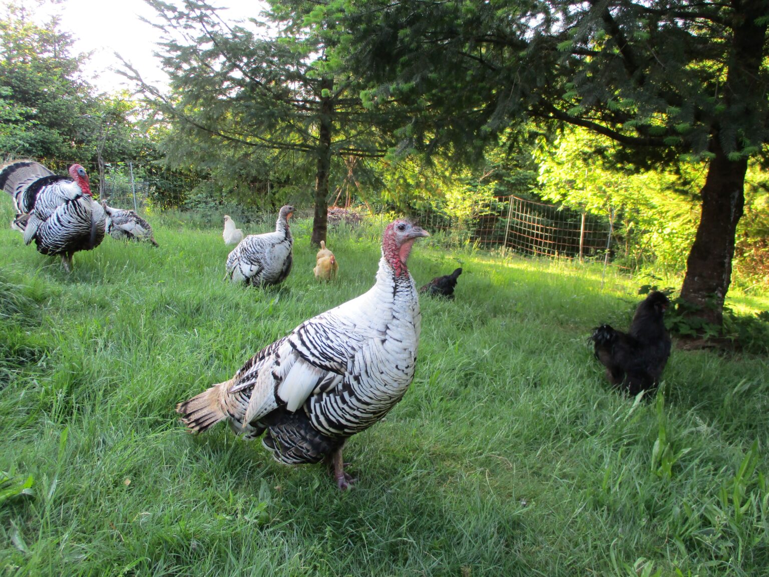 Raising Turkeys on Pasture - Backyard Poultry